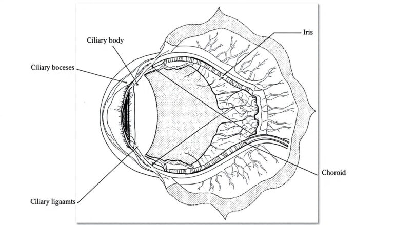 Uvée : l'intrigue cachée derrière l'œil